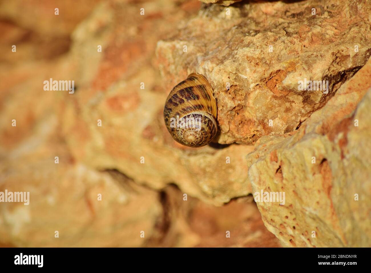 Maltese snail hi-res stock photography and images - Alamy