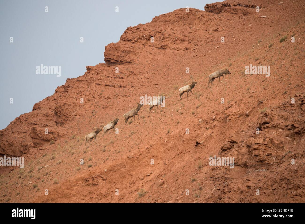 Elk migration jackson hole hi-res stock photography and images - Alamy