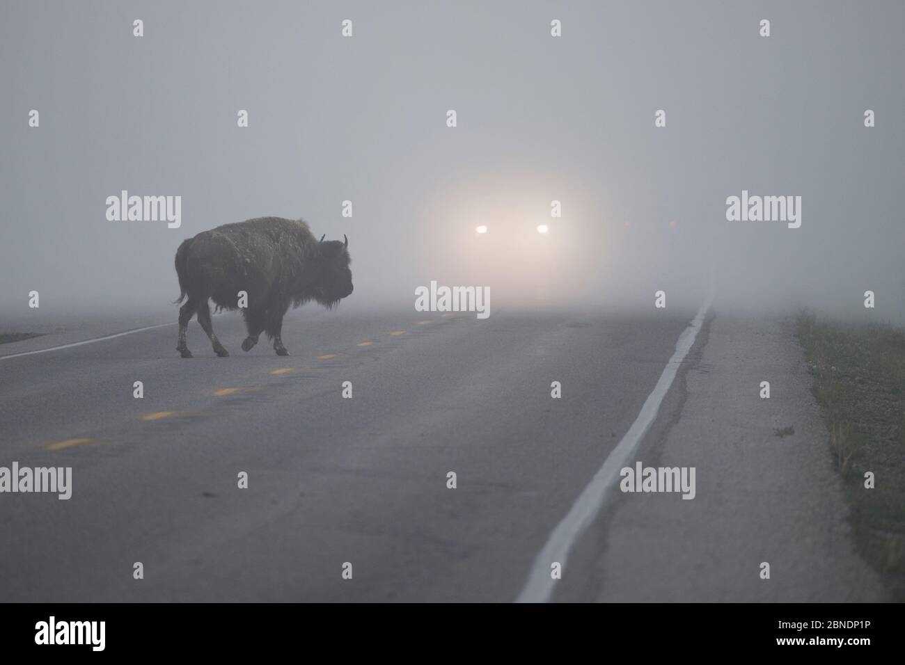 Buffalo crossing yellowstone hi-res stock photography and images - Alamy