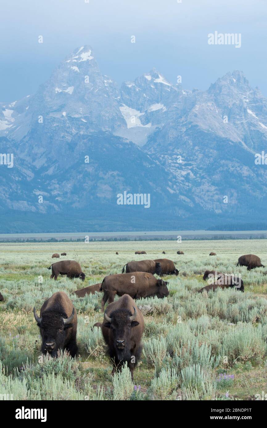American buffalo (Bison bison) Grand Teton National Park, Wyoming, USA ...