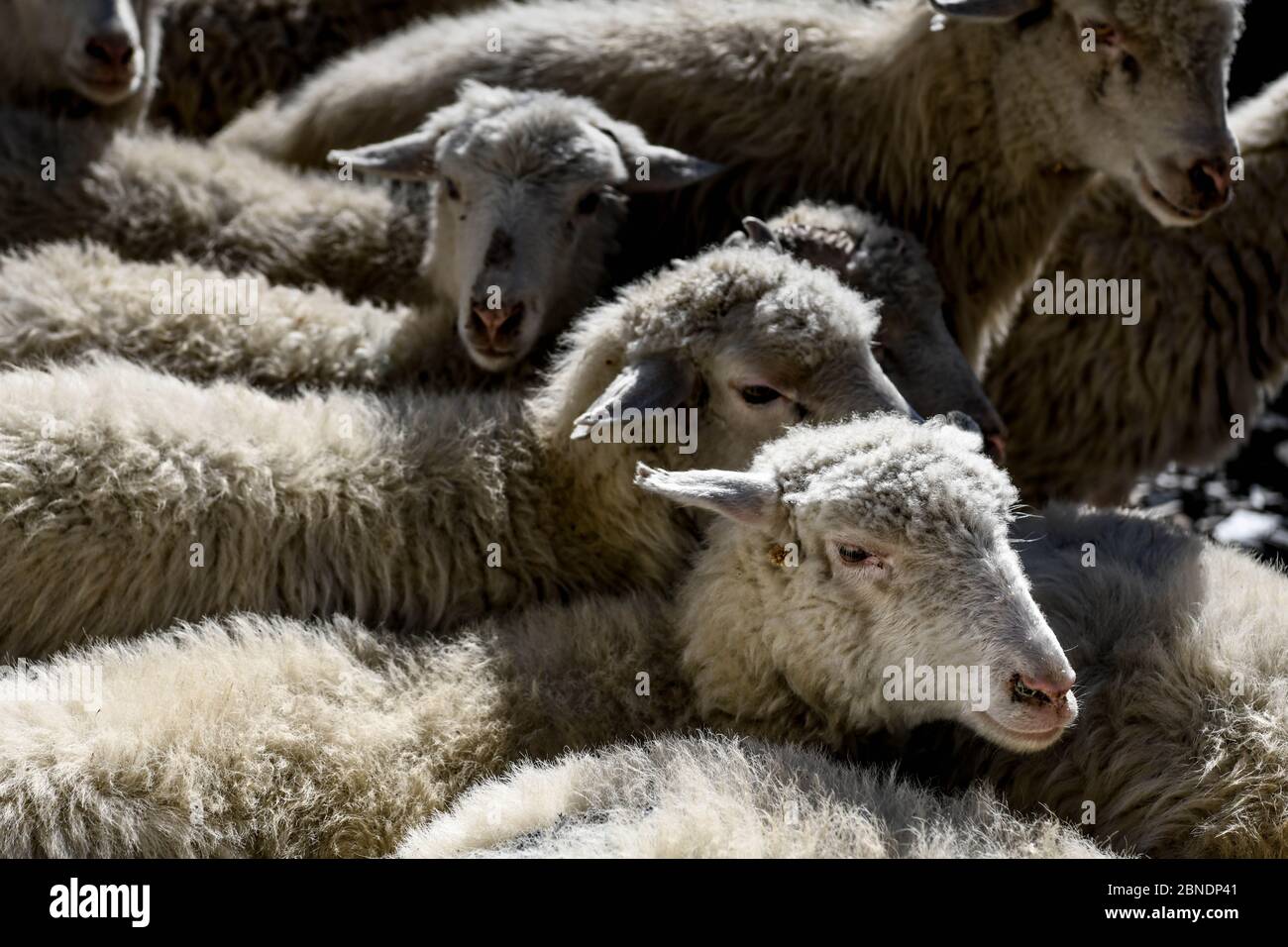 Caucasus, Georgia, Tusheti region, Shenako. A shepherd brings his flock ...