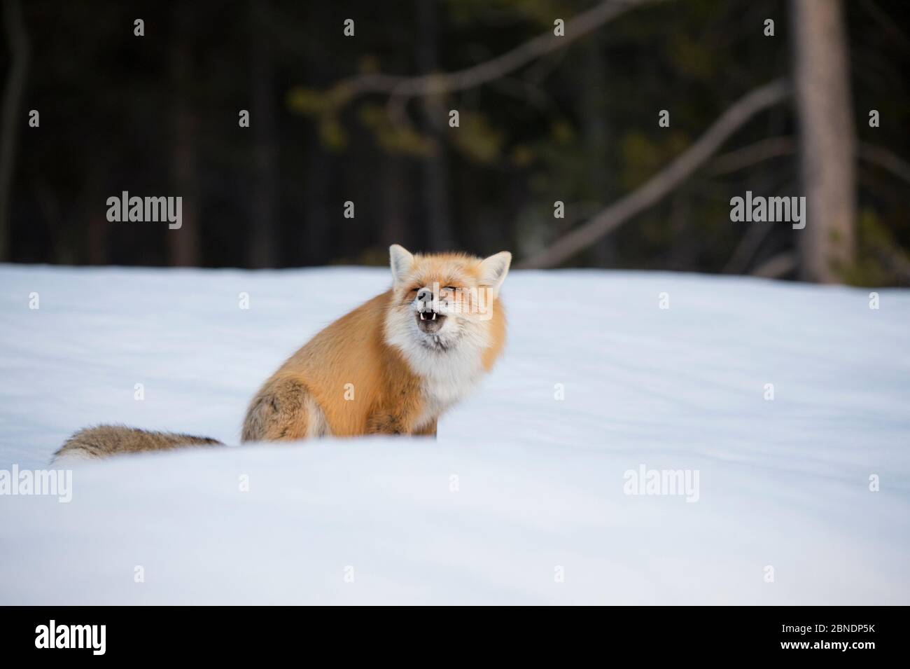 Red fox winter calling hi-res stock photography and images - Alamy