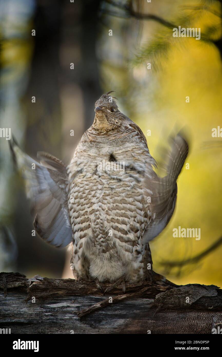 Mating gamebird hi-res stock photography and images - Alamy
