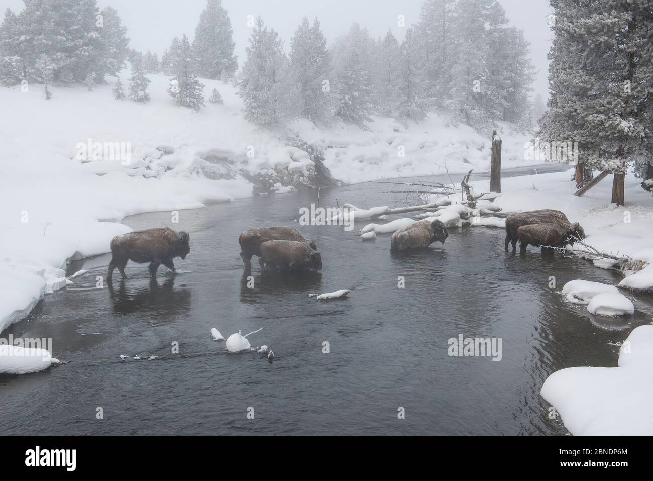 Buffalo crossing yellowstone hi-res stock photography and images - Alamy