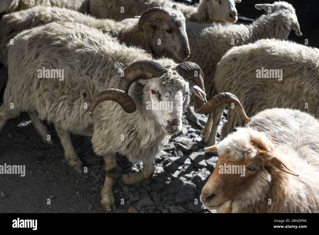 Caucasus, Georgia, Tusheti region, Shenako. A shepherd brings his flock ...