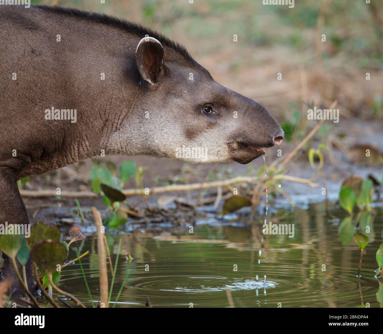 Tapirus terrestris drinking hi-res stock photography and images - Alamy