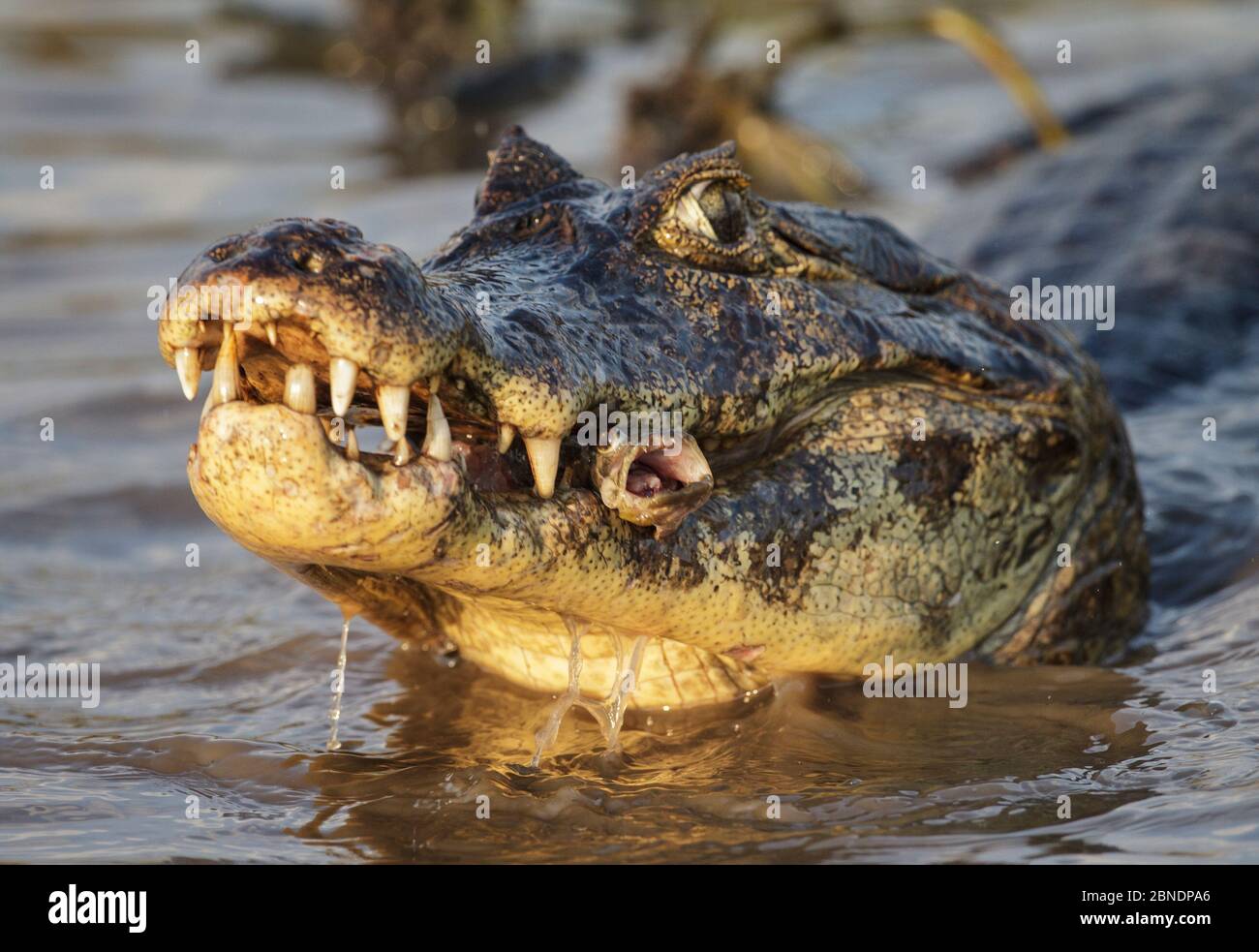 Yacare caiman eating fish hi-res stock photography and images - Alamy