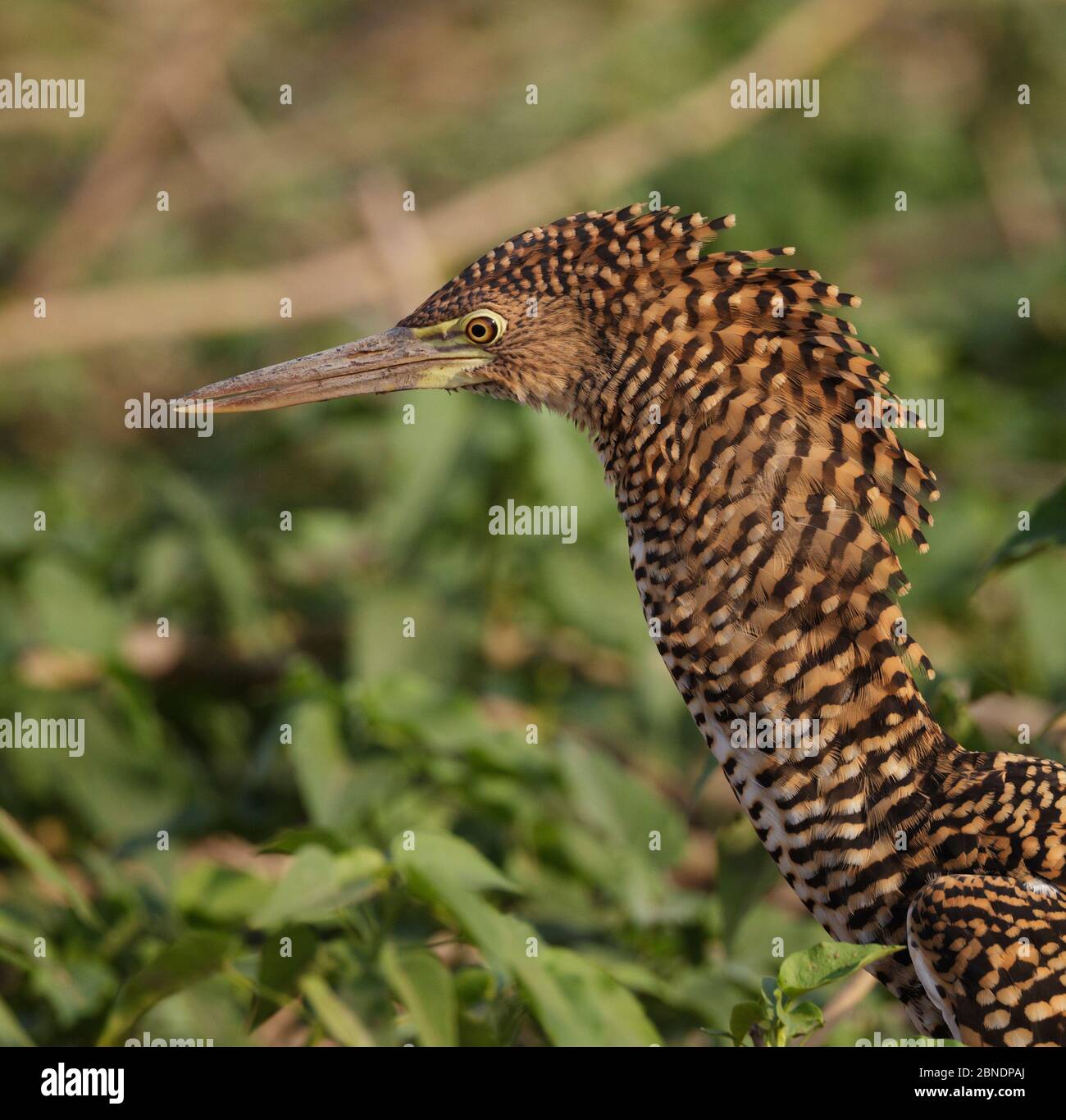 Rufescent tiger heron (Tigrisoma lineatum) profile portrait of immature ...