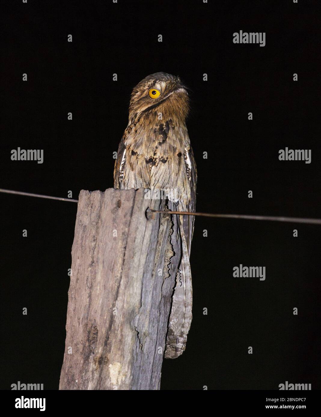 Lesser potoo hi-res stock photography and images - Alamy