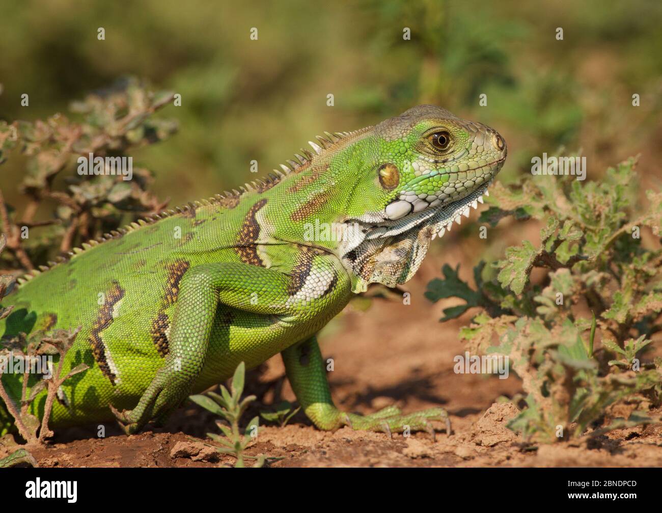 Green / Common iguana (Iguana iguana) side profile, Pantanal, Brazil ...