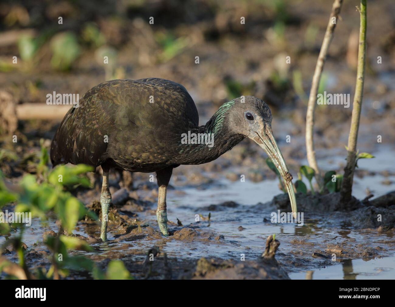 Green ibis (Mesembrinibis cayennensis) hunting food in wetlands ...