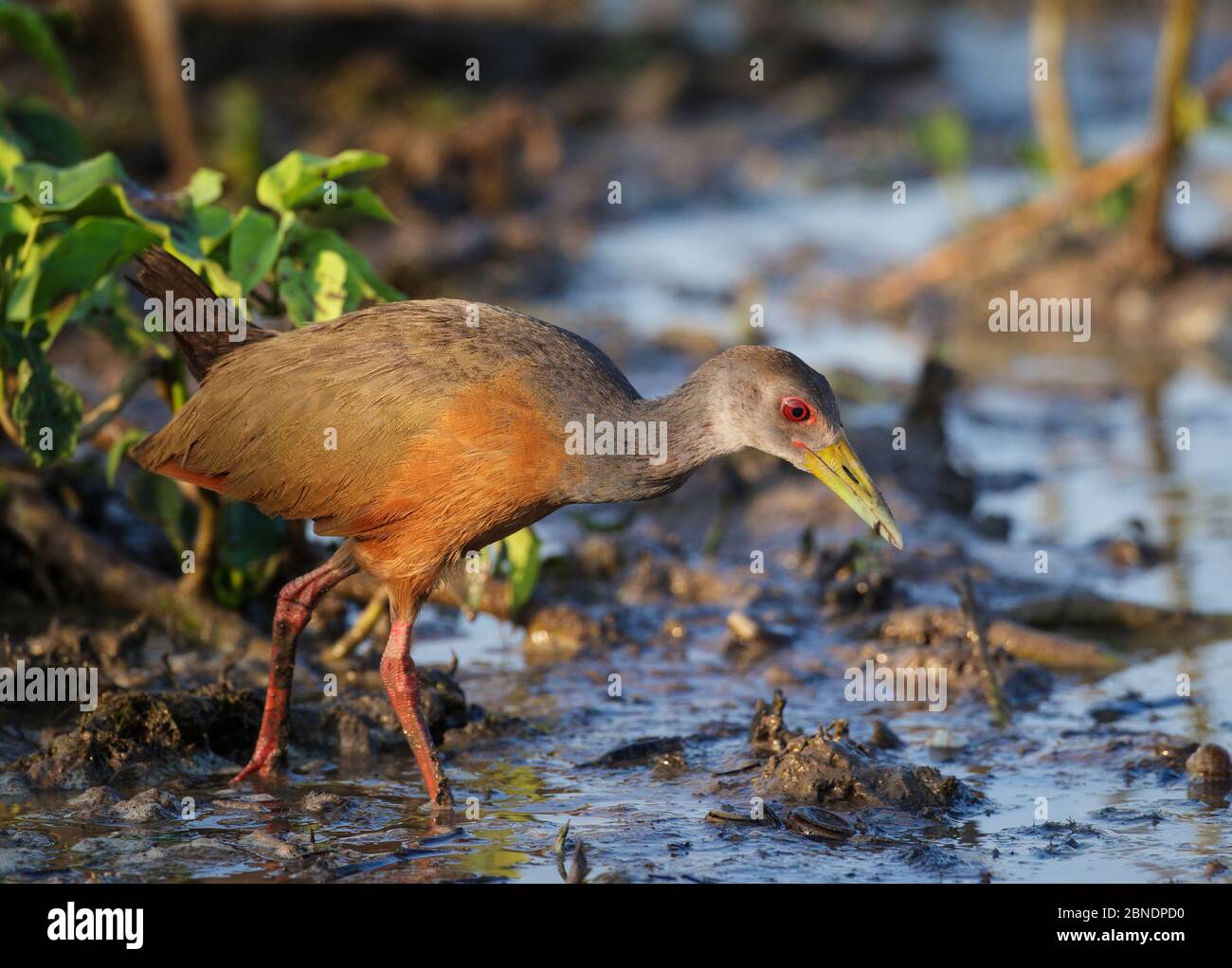 Grey-necked Wood rail (Aramides cajanea) hunting in the wetlands ...