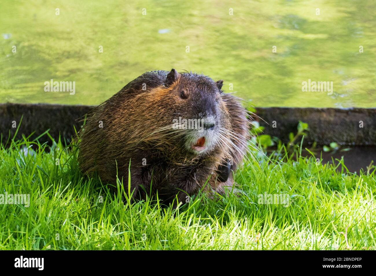 Nutria, Coypu auf einer Wiese Stock Photo - Alamy