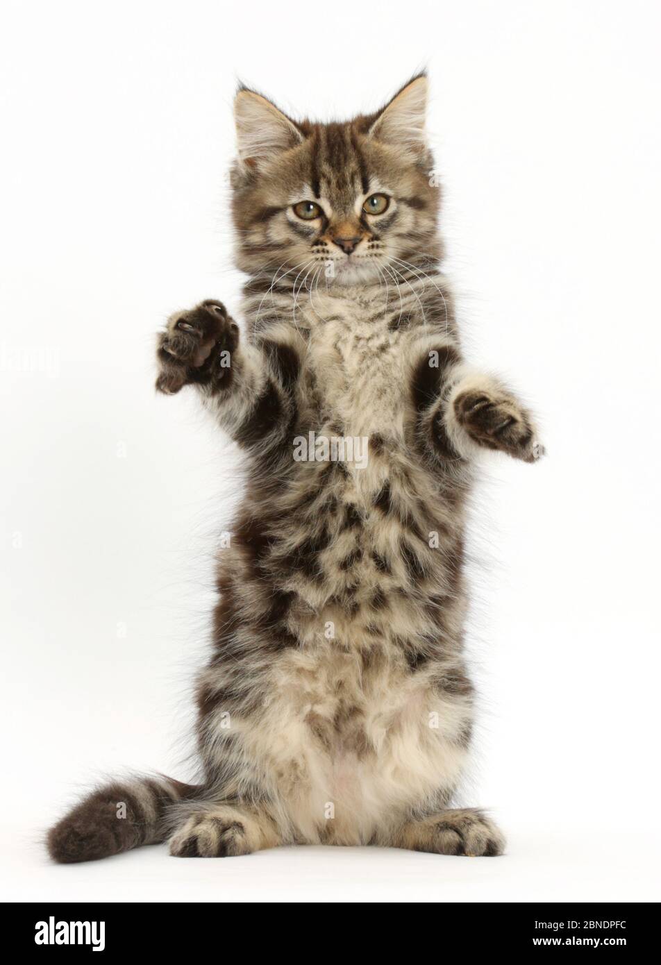 Paws out hi-res stock photography and images - Alamy