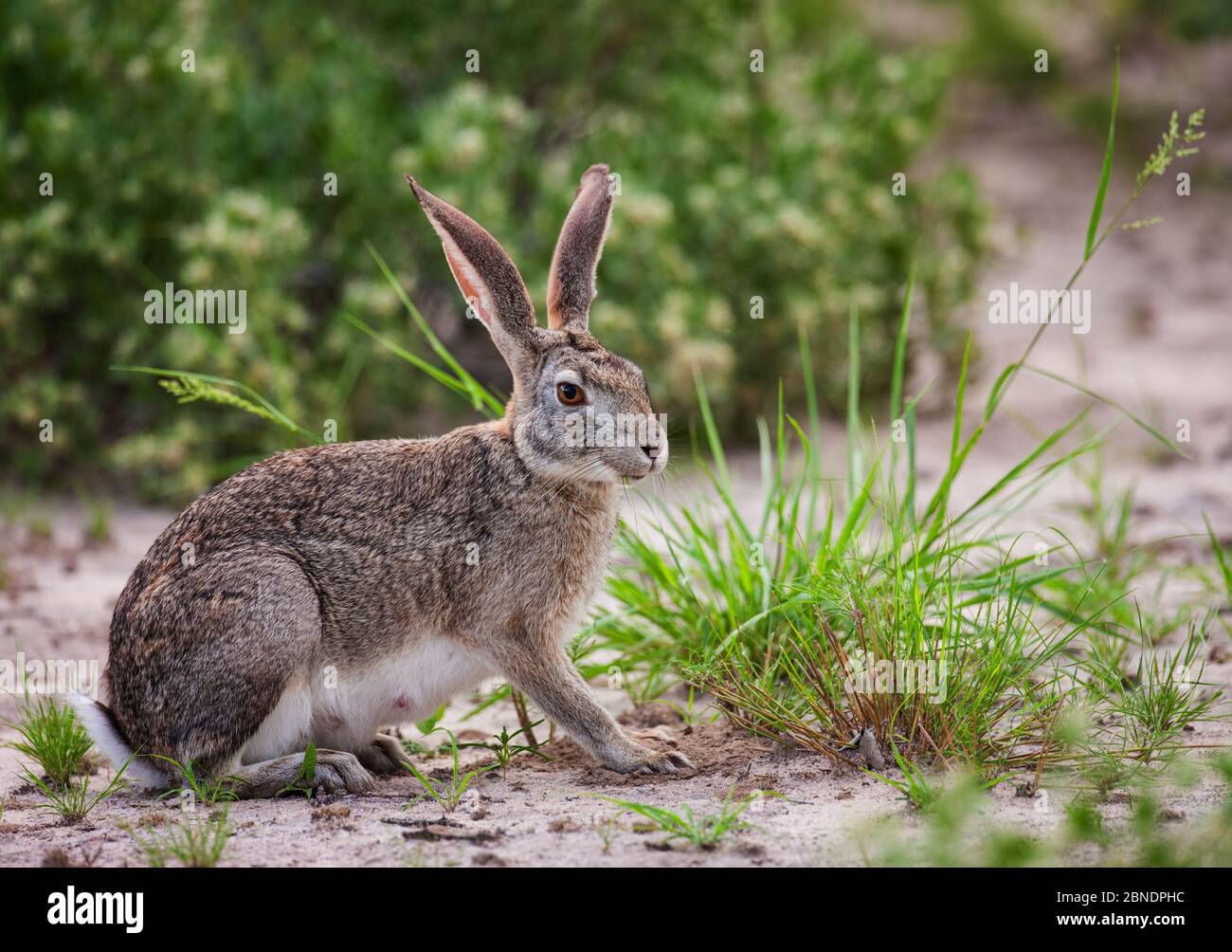 Scrub hare (Lepus saxatilis) Central Kalahari Game Reserve, Botswana ...