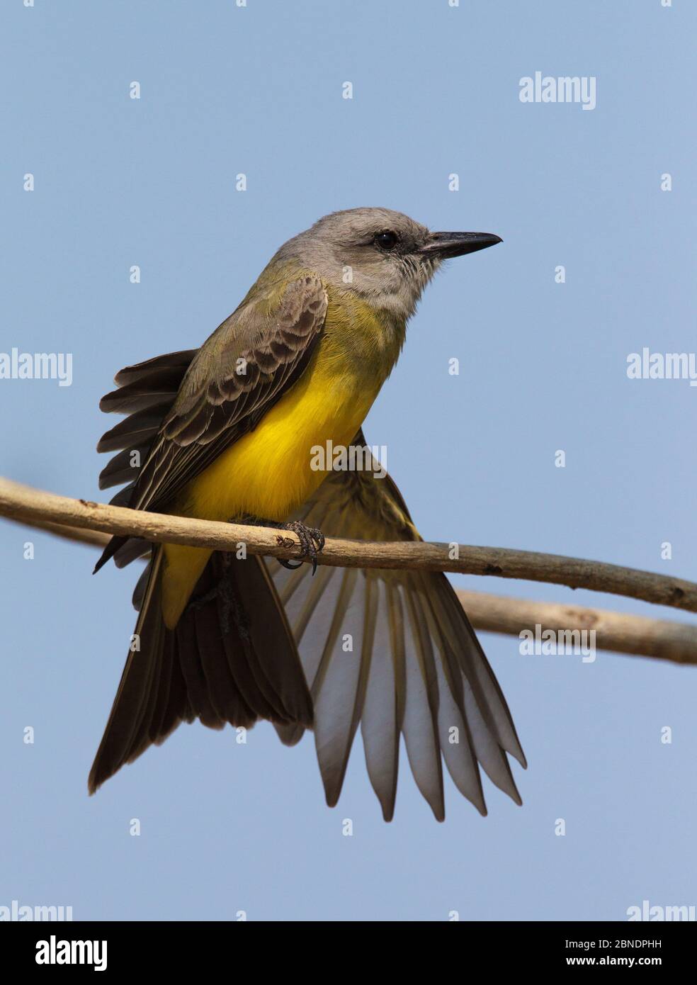Cattle tyrant (Machetornis rixosa) stretching wing, Pantanal, Brazil ...