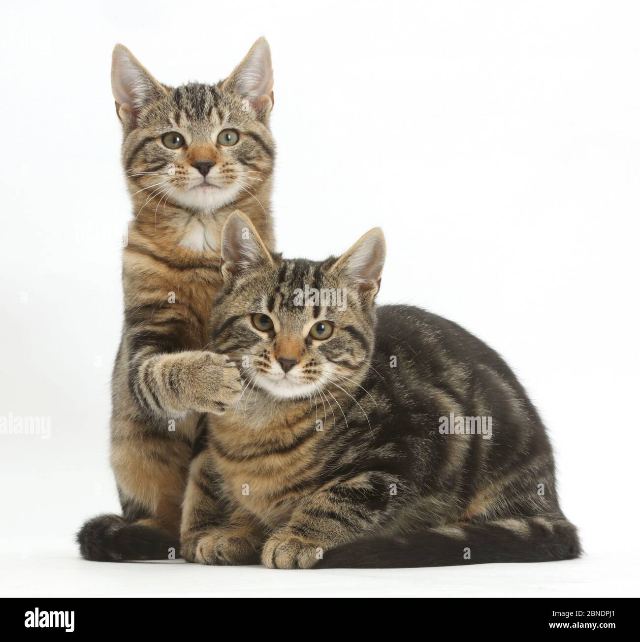 3 cats together hi-res stock photography and images - Alamy