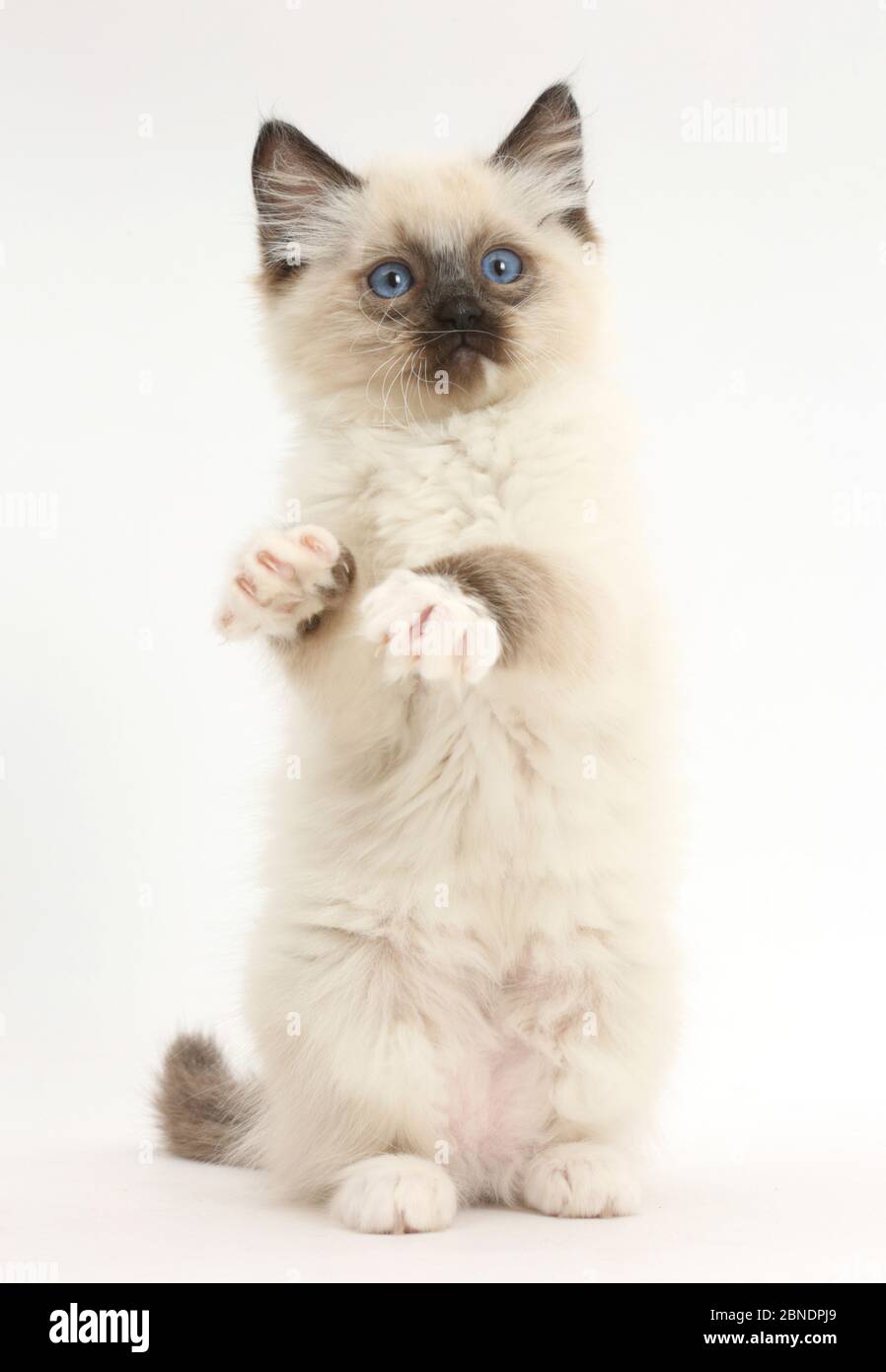 Ragdoll kitten, 10 weeks, standing on hind legs Stock Photo - Alamy