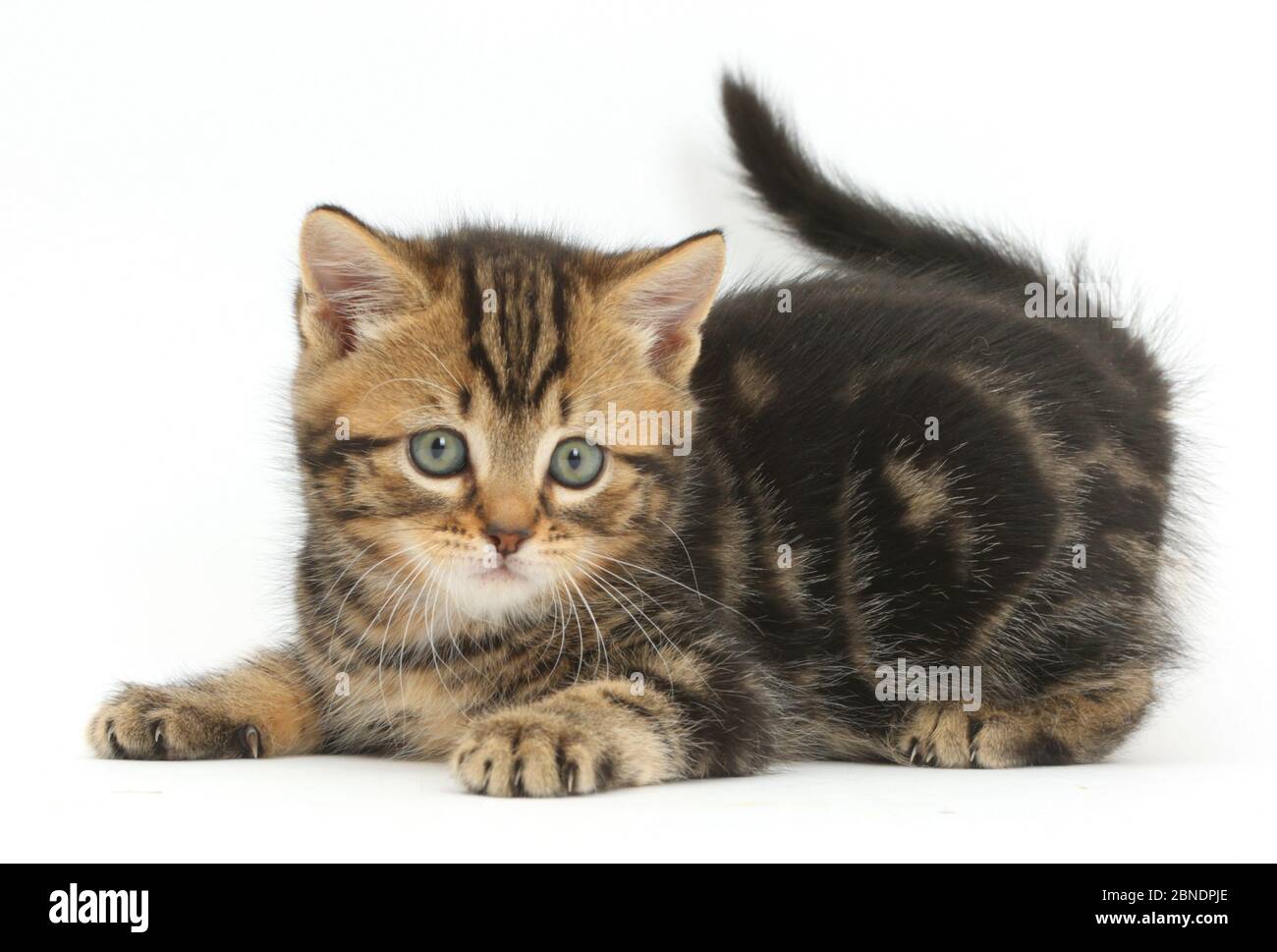 Tabby kitten, 7 weeks, in playful posture Stock Photo - Alamy