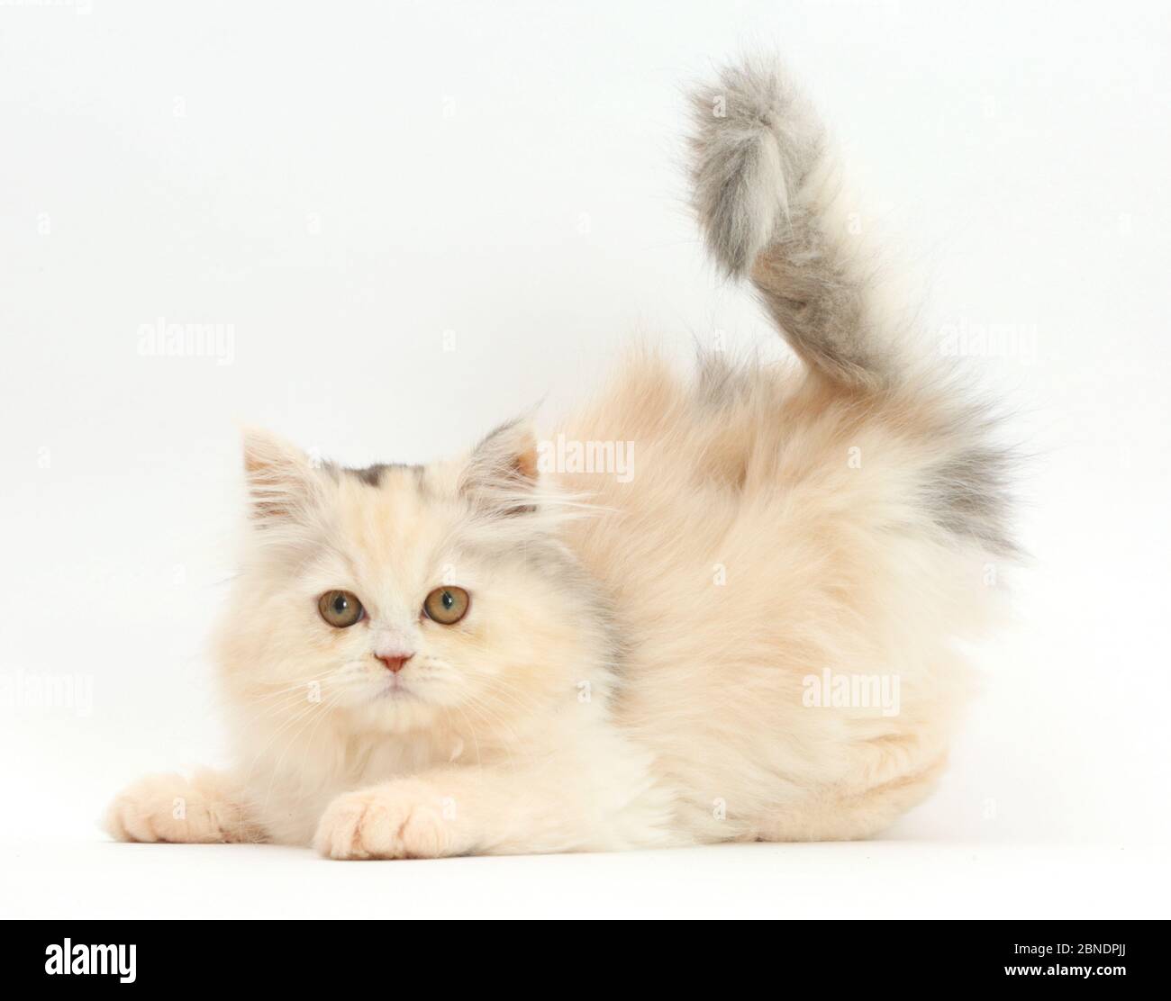 Persian kitten in playful posture Stock Photo - Alamy