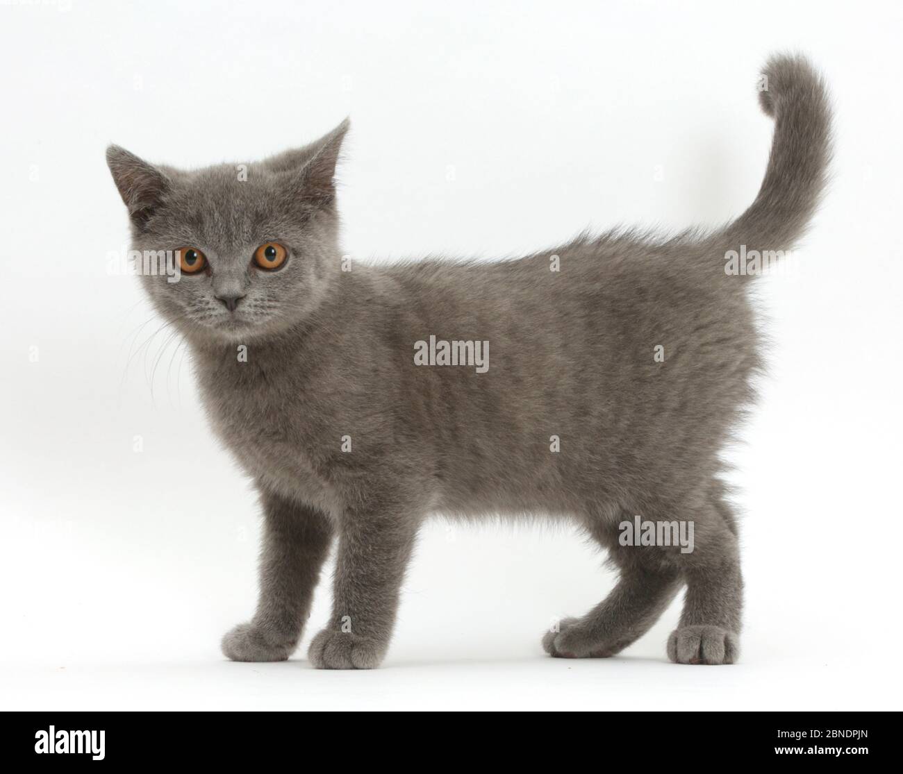 Blue British Shorthair kitten standing Stock Photo - Alamy