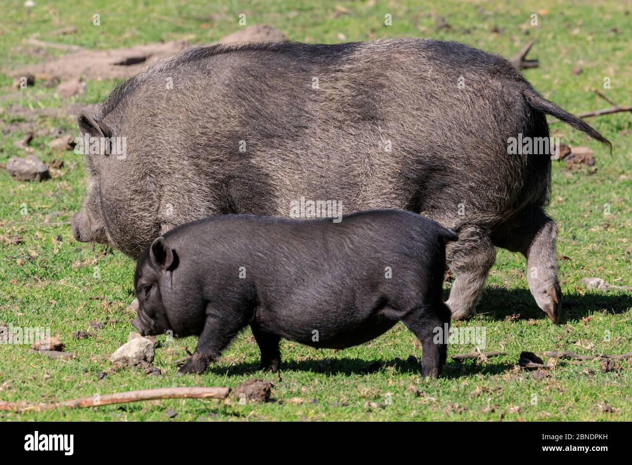 Pig belly open hi-res stock photography and images - Alamy