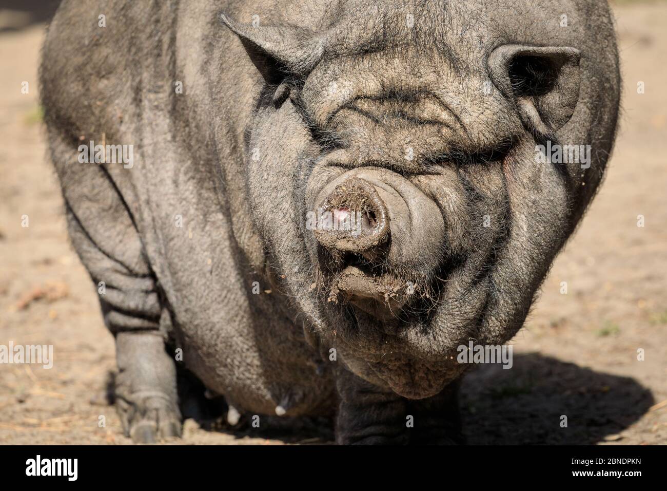 Pot belly pigs hi-res stock photography and images - Alamy