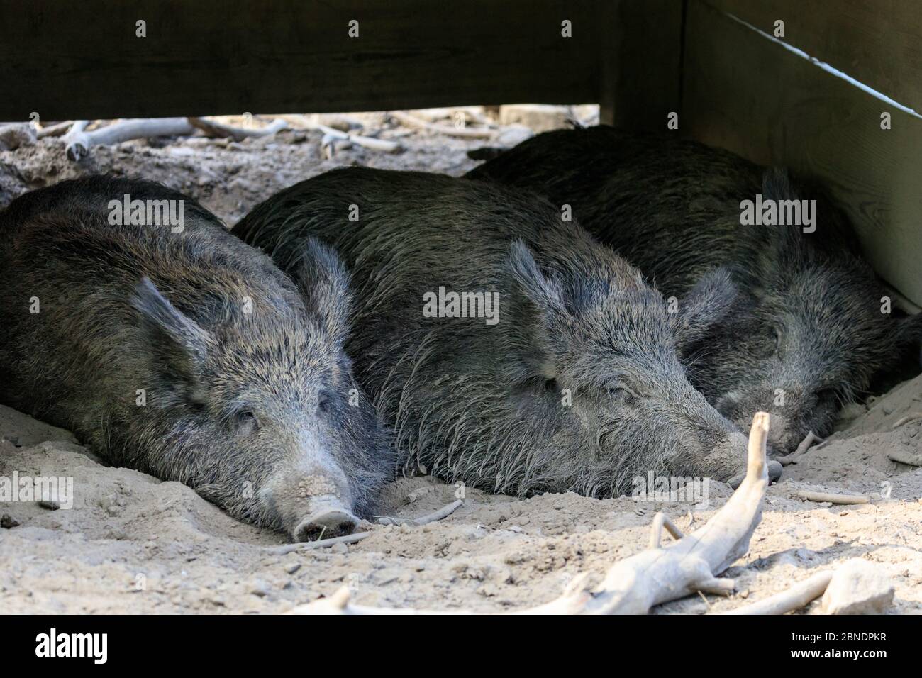 Wild boar measures hi-res stock photography and images - Alamy
