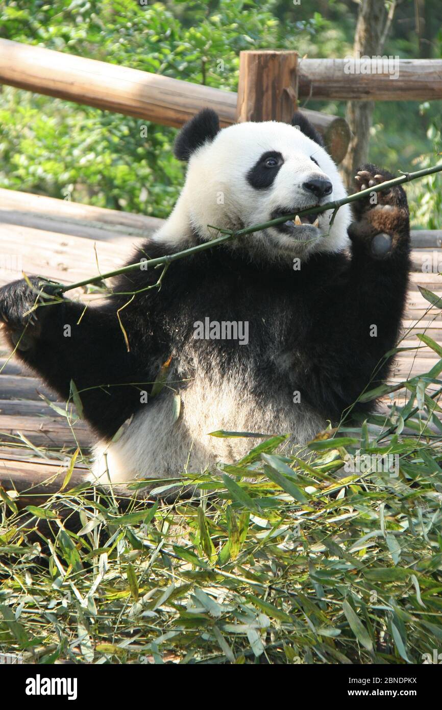 giant panda in a zoo in chengdu (china Stock Photo - Alamy