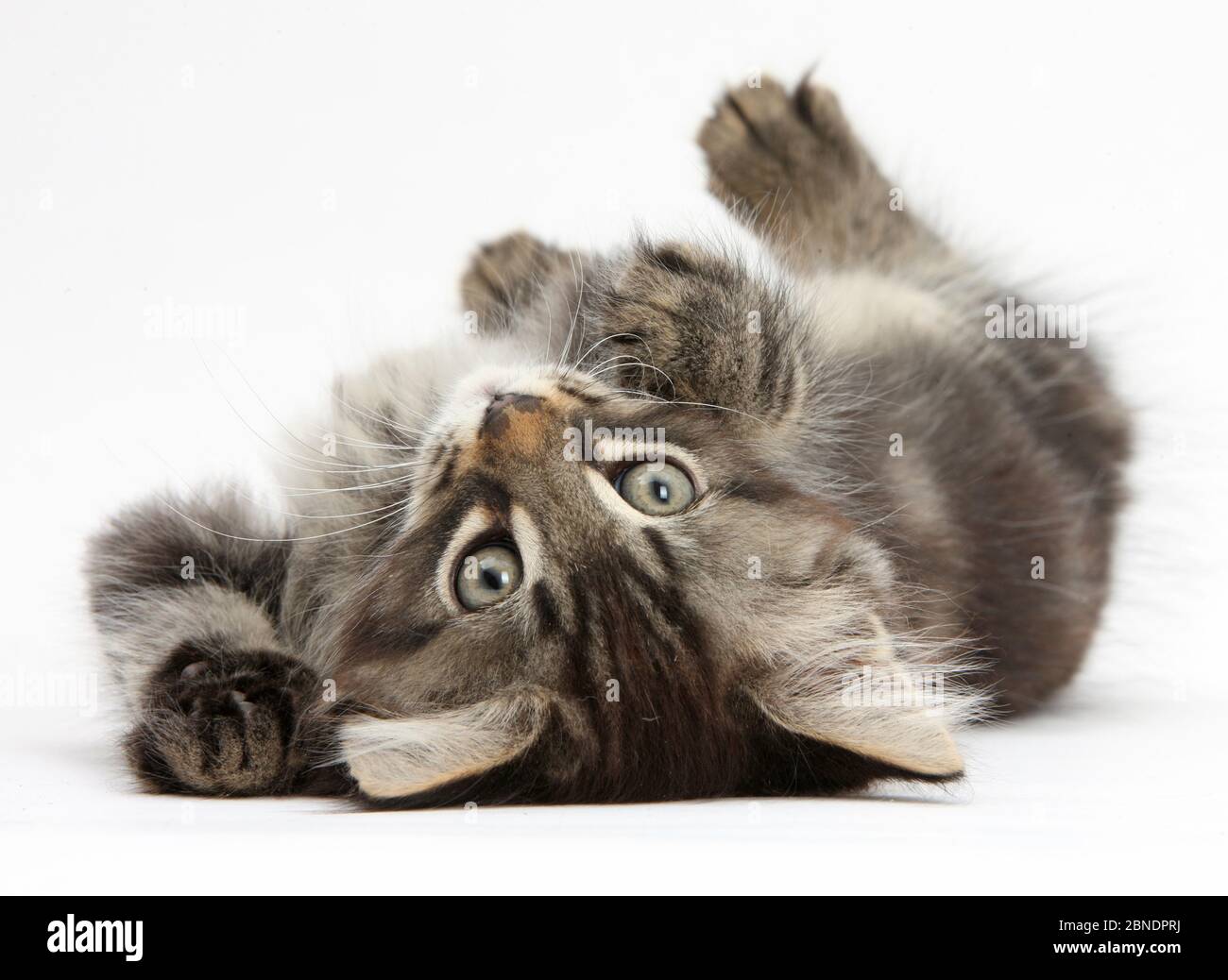 Squidge hi-res stock photography and images - Alamy