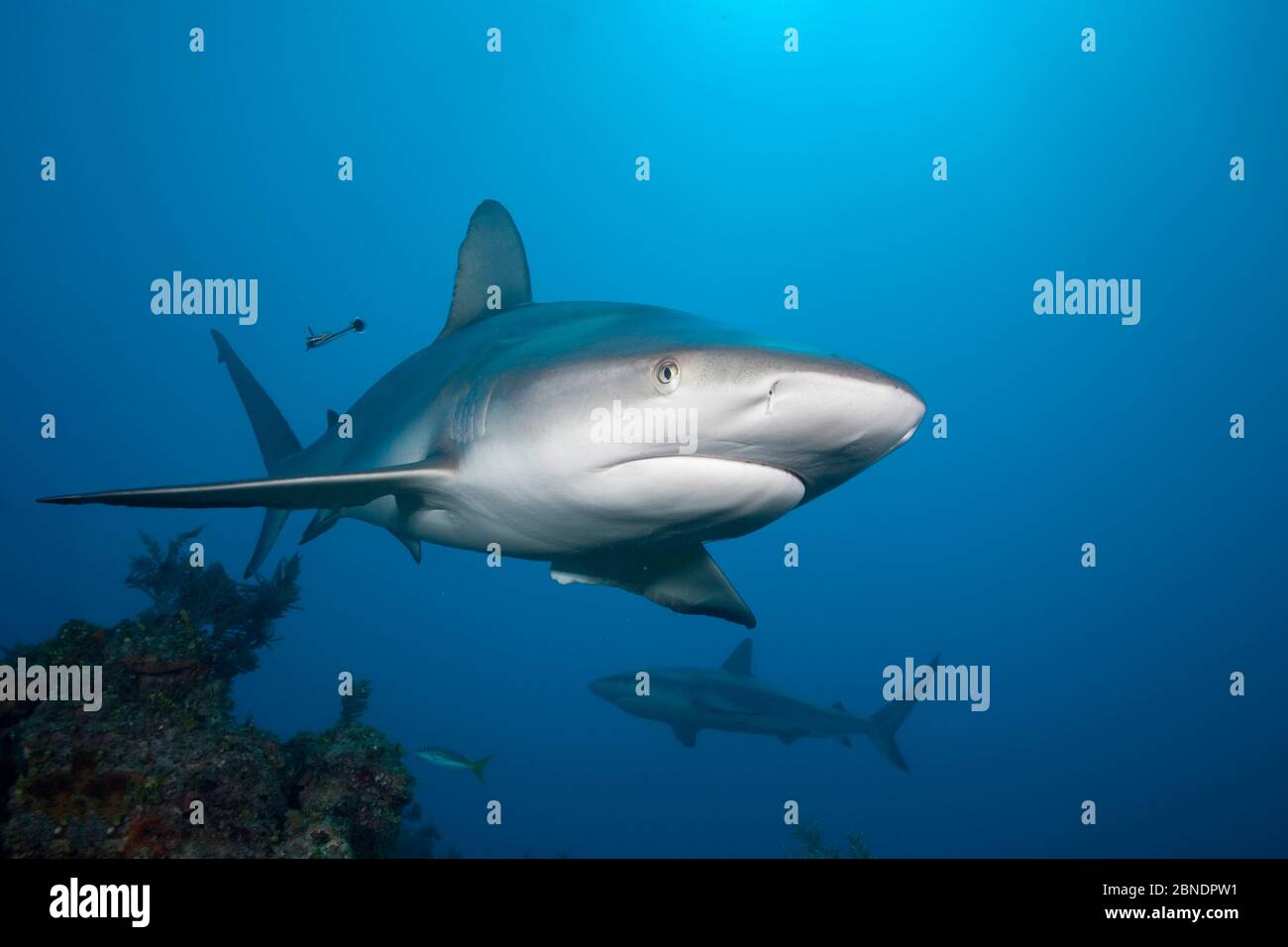 Blacktail reef shark carcharhinus wheeleri hi-res stock photography and ...