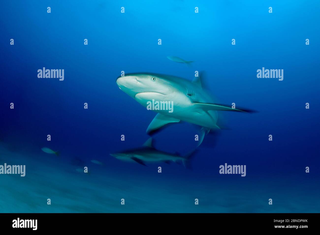 Blacktail reef shark carcharhinus wheeleri hi-res stock photography and ...