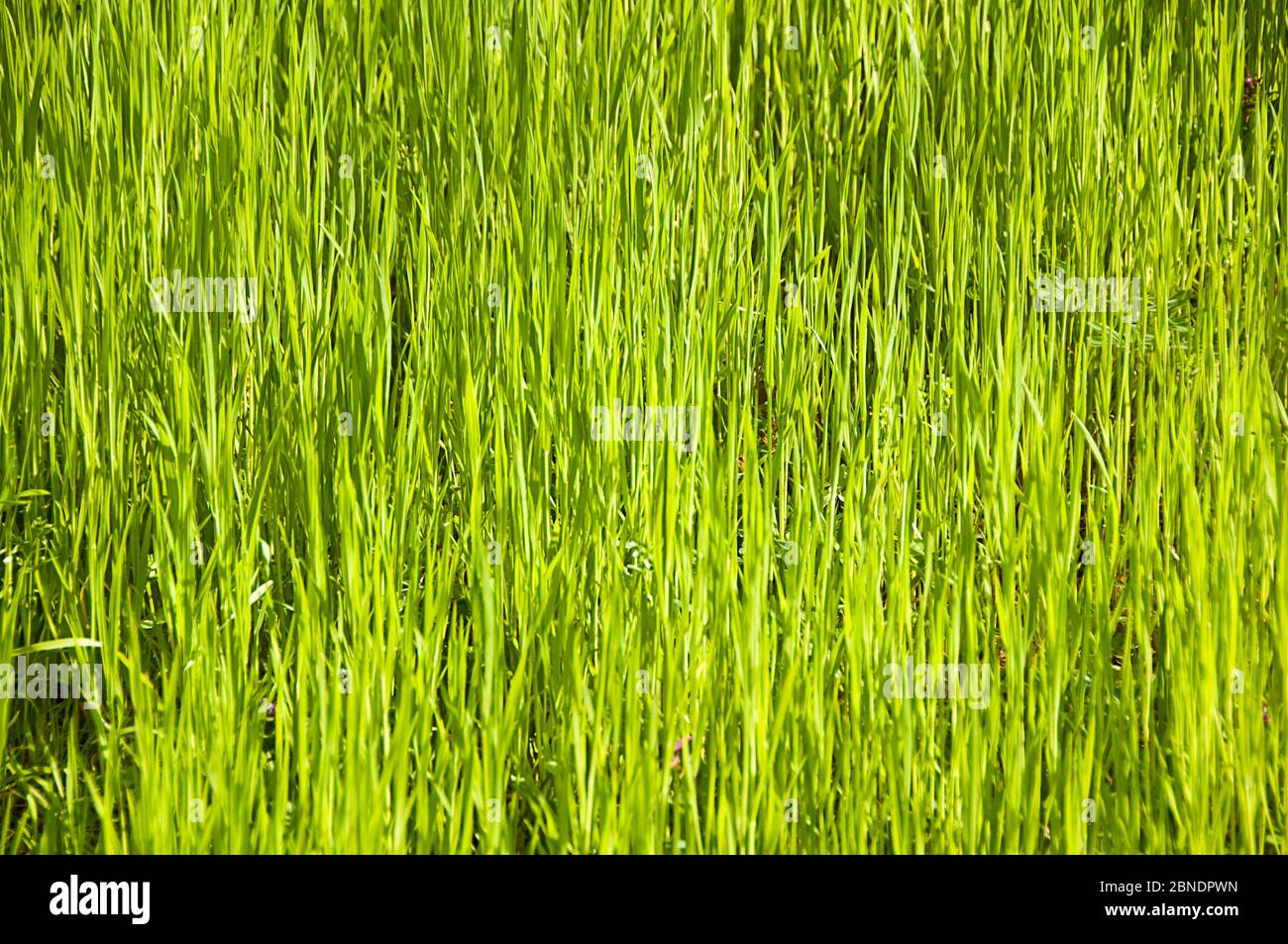 grass blades background Stock Photo - Alamy