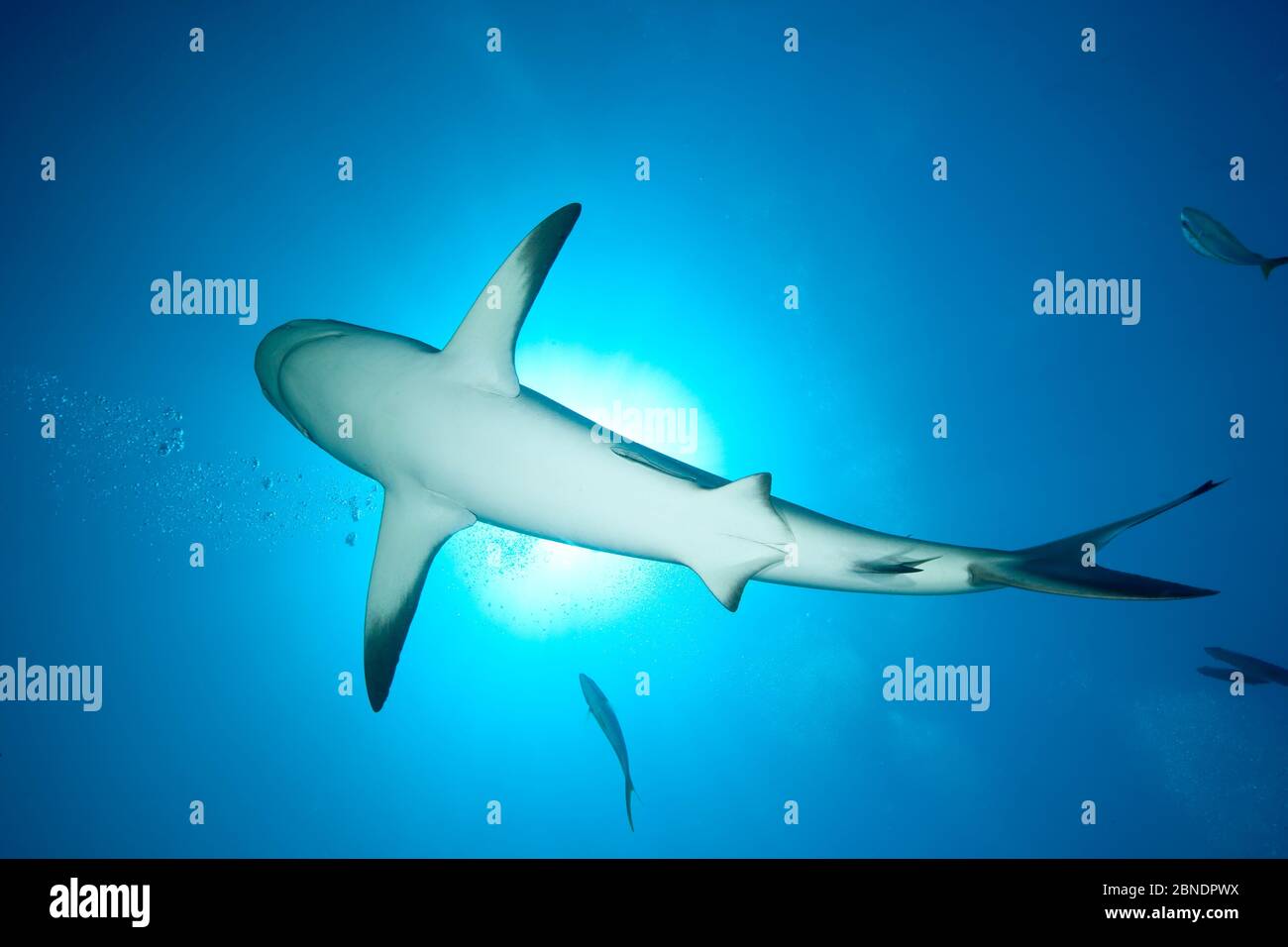 Blacktail reef shark carcharhinus wheeleri hi-res stock photography and ...