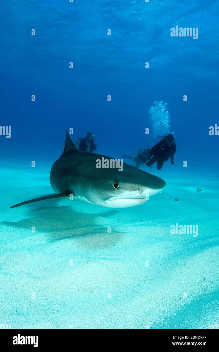 Scuba diver and Tiger shark (Galeocerdo cuvier) Northern Bahamas ...