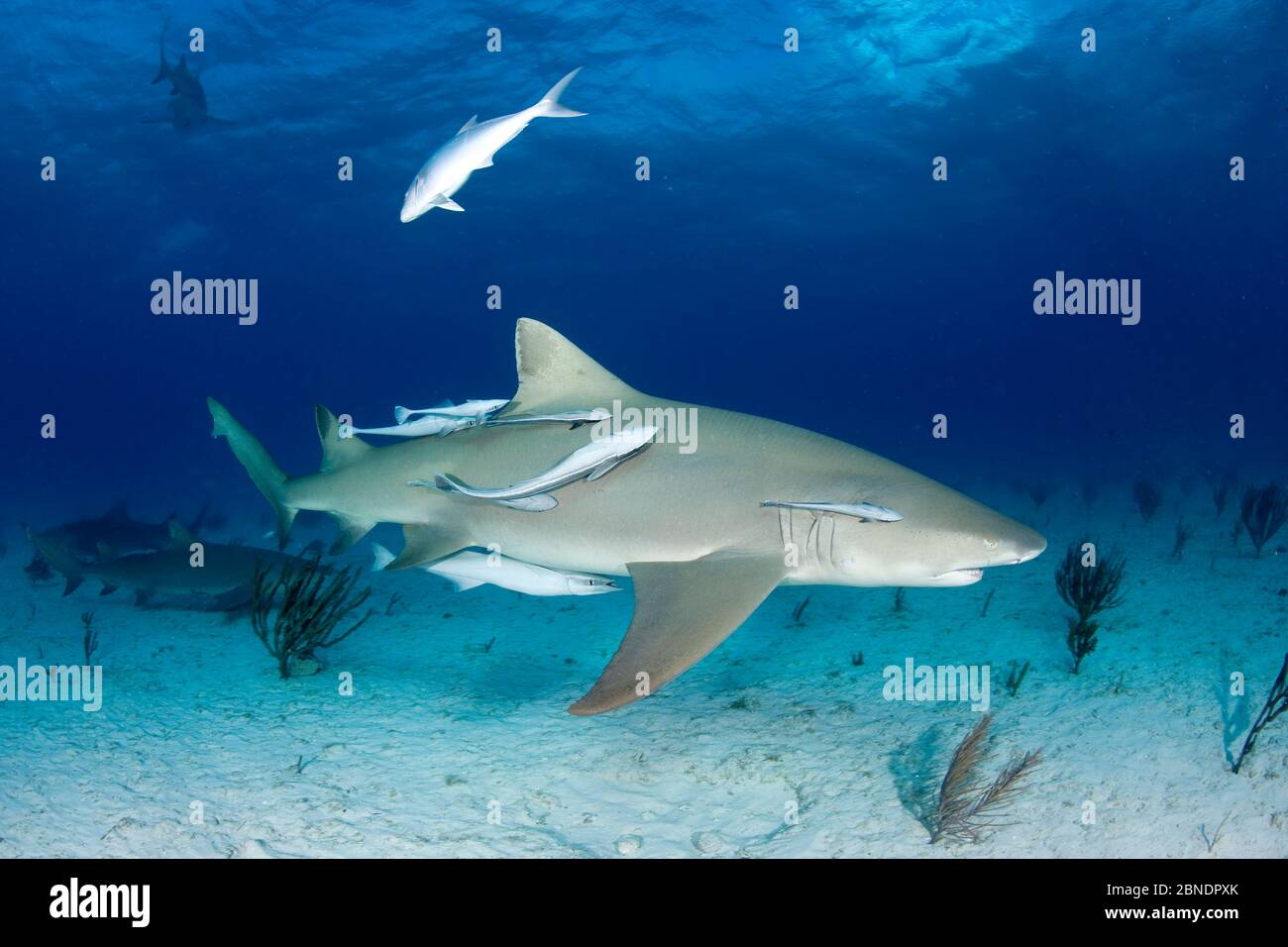 Hypoprion brevirostris hi-res stock photography and images - Alamy