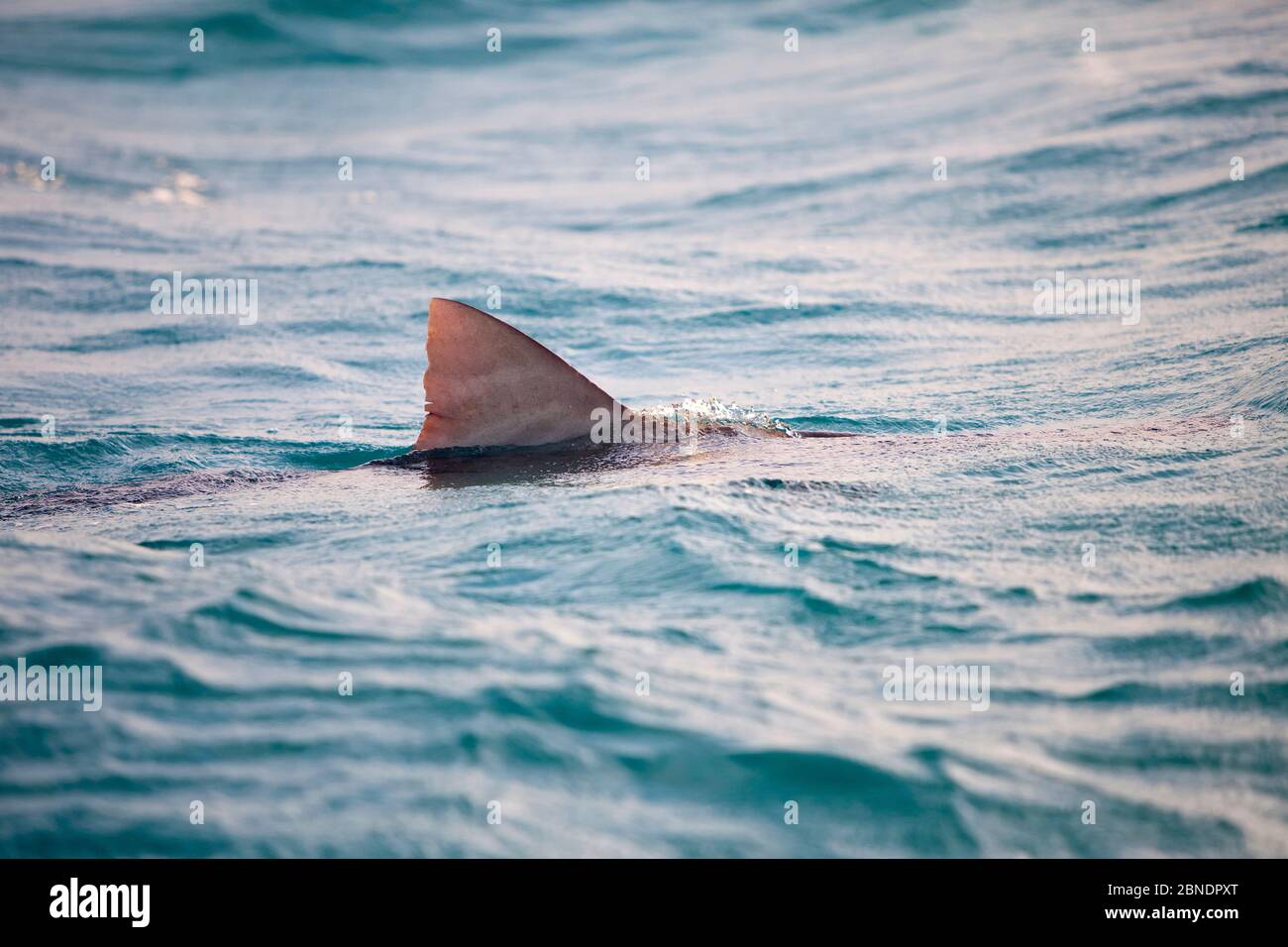 Dorsal fin of Tiger shark (Galeocerdo cuvier) swimming at the surface ...