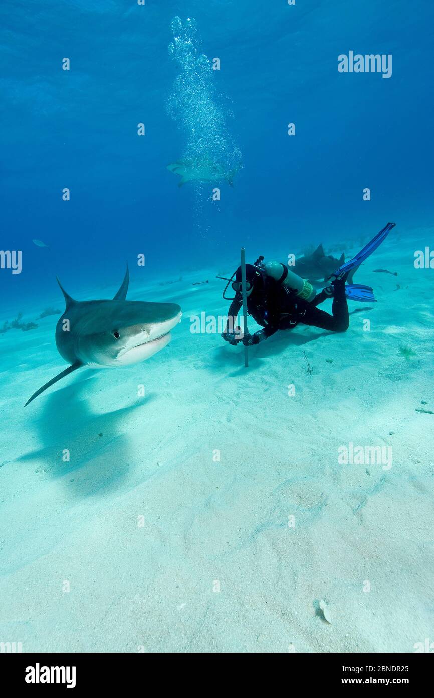 Scuba diver and Tiger shark (Galeocerdo cuvier) Northern Bahamas ...