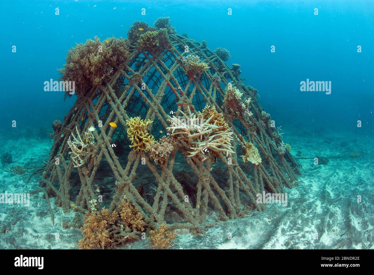 Corals attached to structure of bio-rock, a method of enhancing the ...