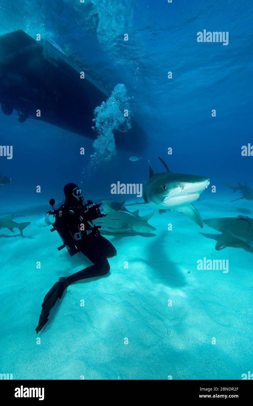 Scuba diver and Tiger shark (Galeocerdo cuvier) Northern Bahamas ...