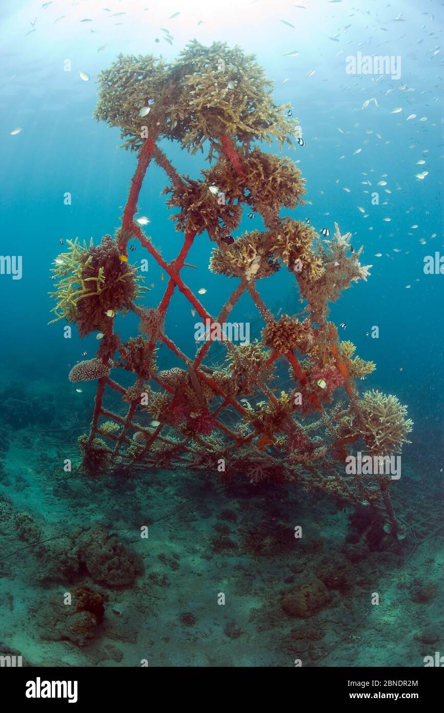 Corals attached to structure of bio-rock, a method of enhancing the ...