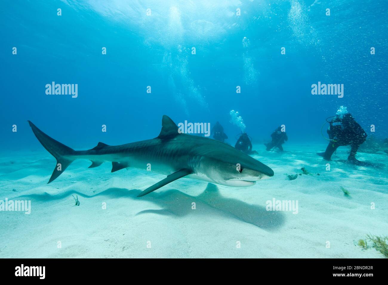 Scuba diver and Tiger shark (Galeocerdo cuvier) Northern Bahamas ...
