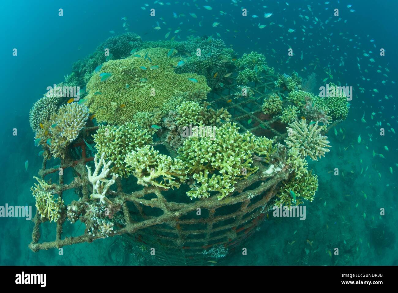 Corals attached to structure of bio-rock, a method of enhancing the ...