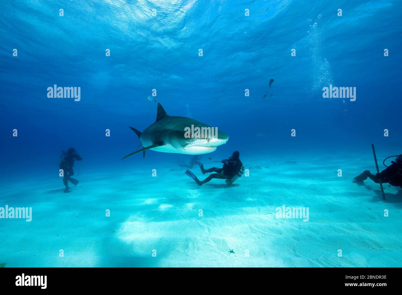 Scuba diver and Tiger shark (Galeocerdo cuvier) Northern Bahamas ...