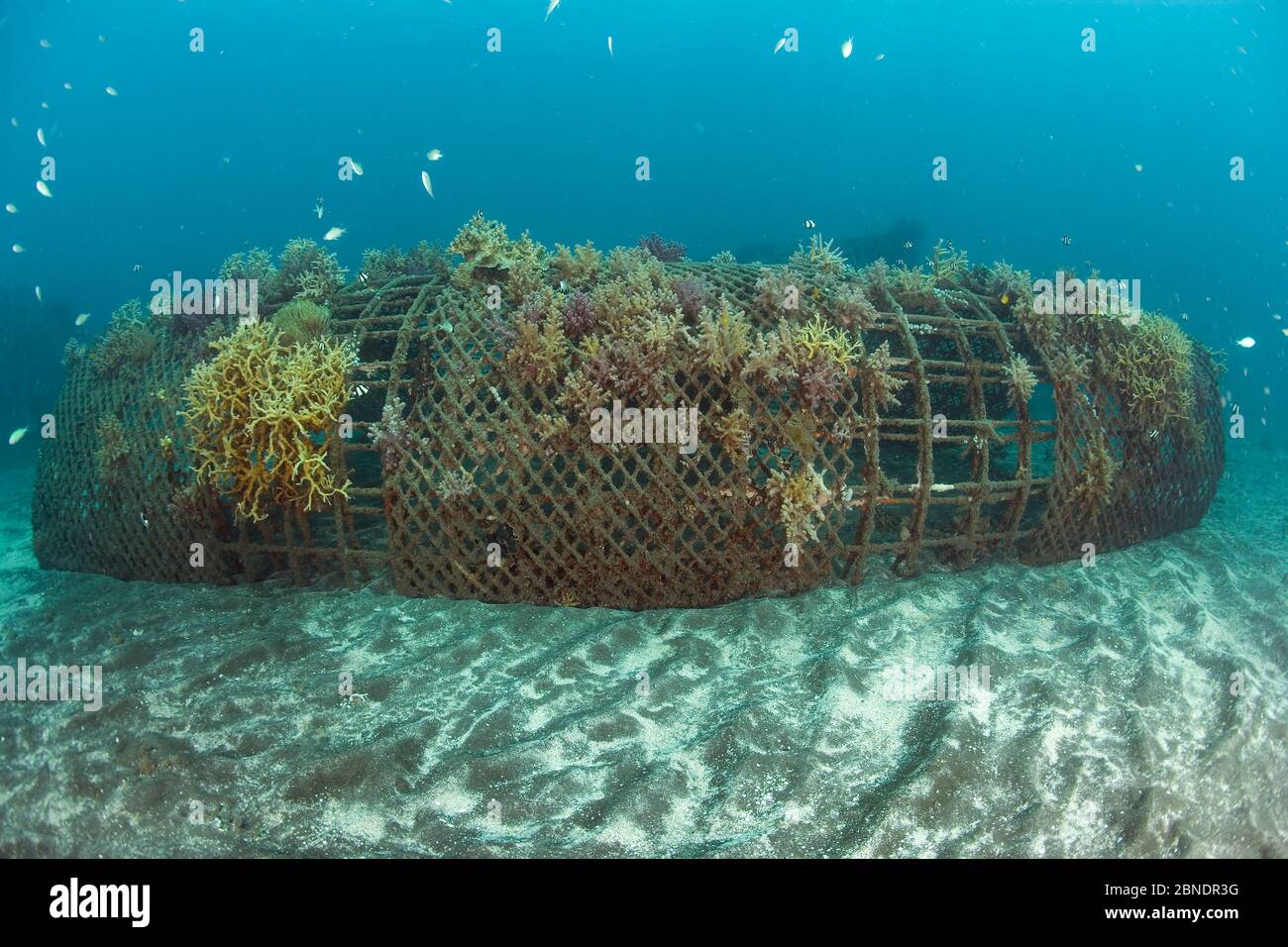 Corals attached to structure of bio-rock, a method of enhancing the ...