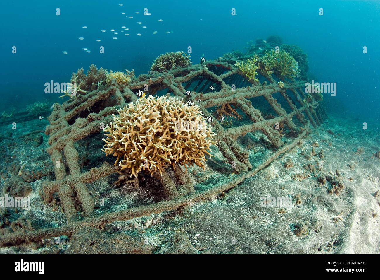 Corals attached to structure of bio-rock, a method of enhancing the ...