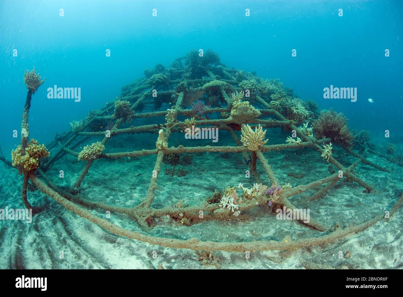 Corals attached to structure of bio-rock, a method of enhancing the ...