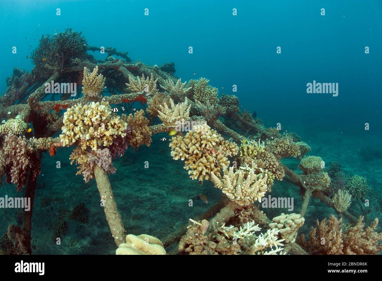 Corals attached to structure of bio-rock, a method of enhancing the ...