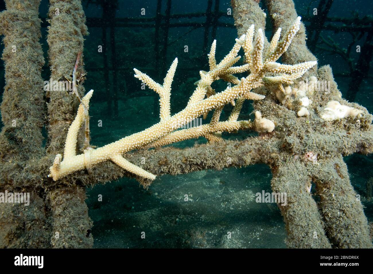 Coral attached to the structure of bio-rock, a method of enhancing the ...