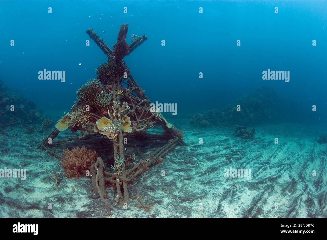 Structure of bio-rock, a method of enhancing the growth of corals and ...